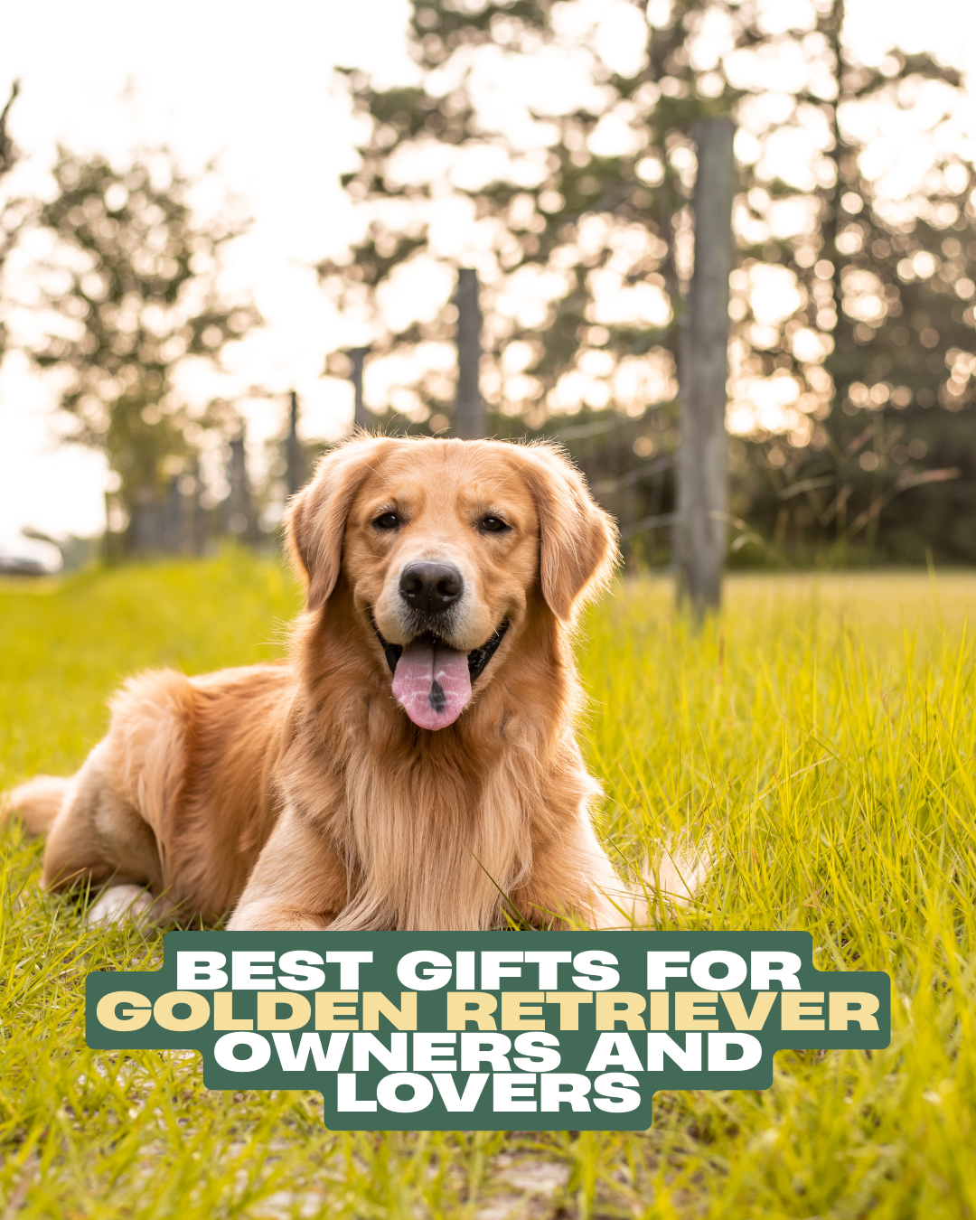Best Gifts For Golden Retriever Owners: Thoughtful Finds For 2025 • Pet ...