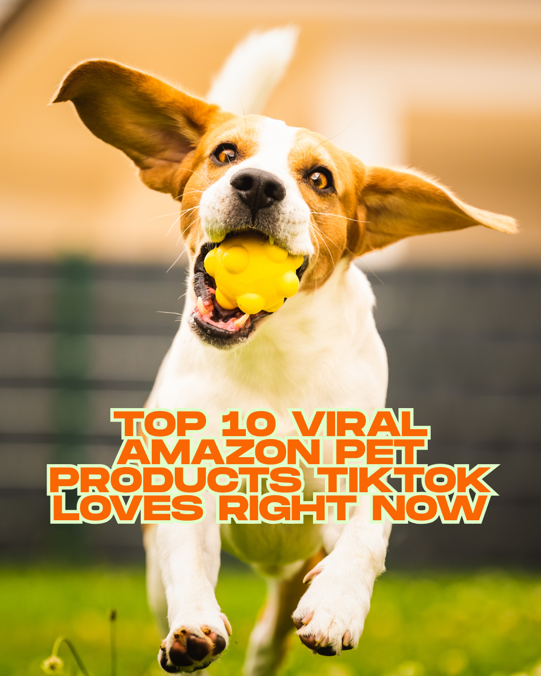 Top 10 Viral Amazon Pet Products TikTok Loves Right Now • Pet Parent ...